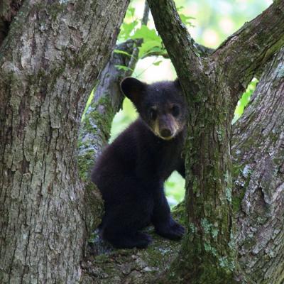 Do North Georgia Black Bears hibernate? | Archive | smokesignalsnews.com