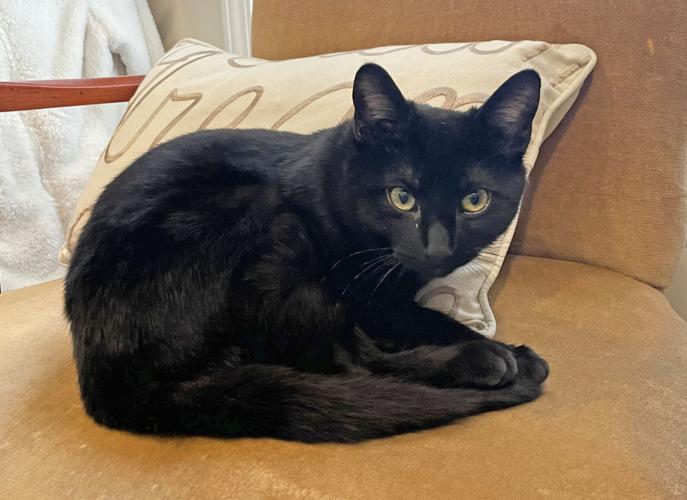 Binx, a “magical” kitten | Archive | smokesignalsnews.com