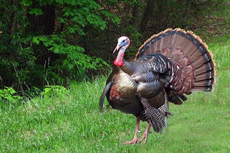 The American Thanksgiving bird of beauty | Archive | smokesignalsnews.com