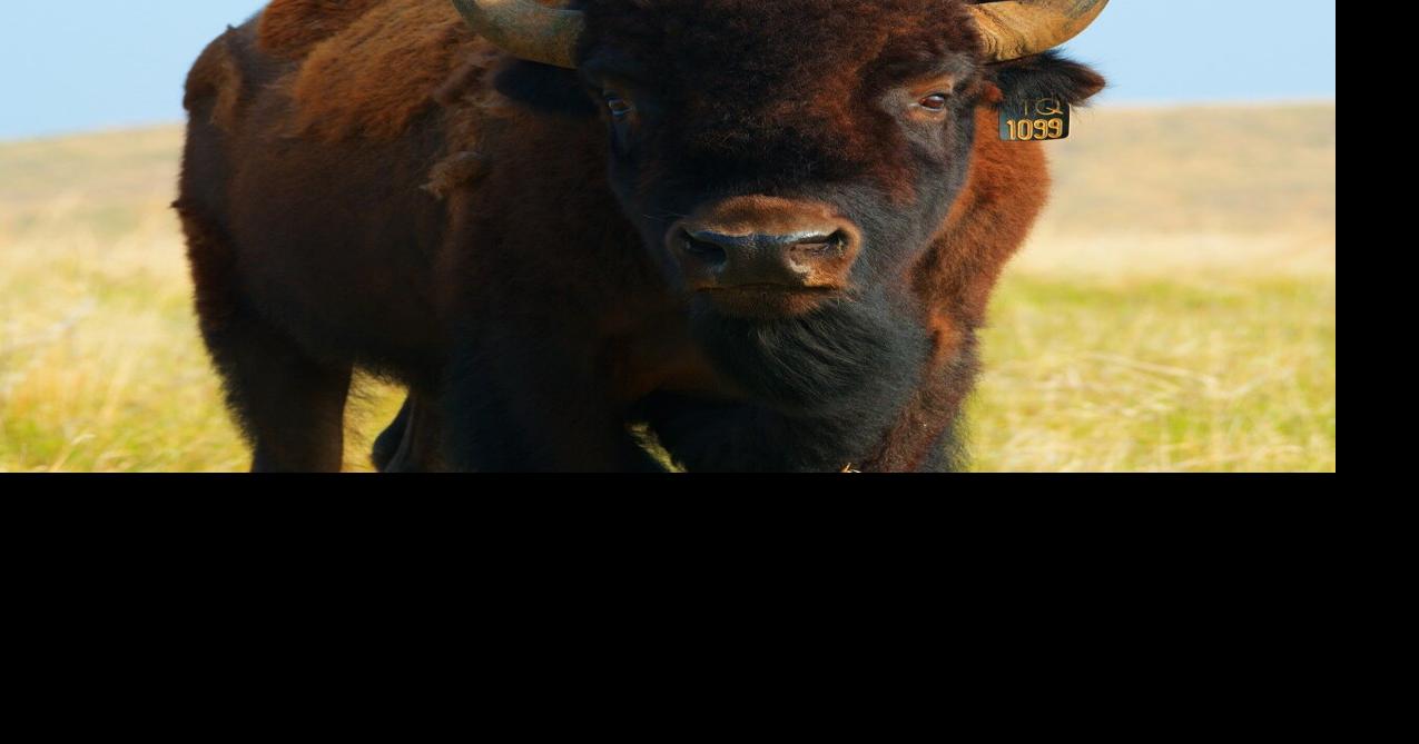 New exhibition highlights Ted Turner’s conservation efforts | Archive ...