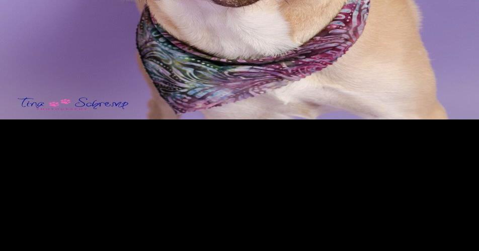 BCAR Featured Animal: Compass | Archive | smokesignalsnews.com