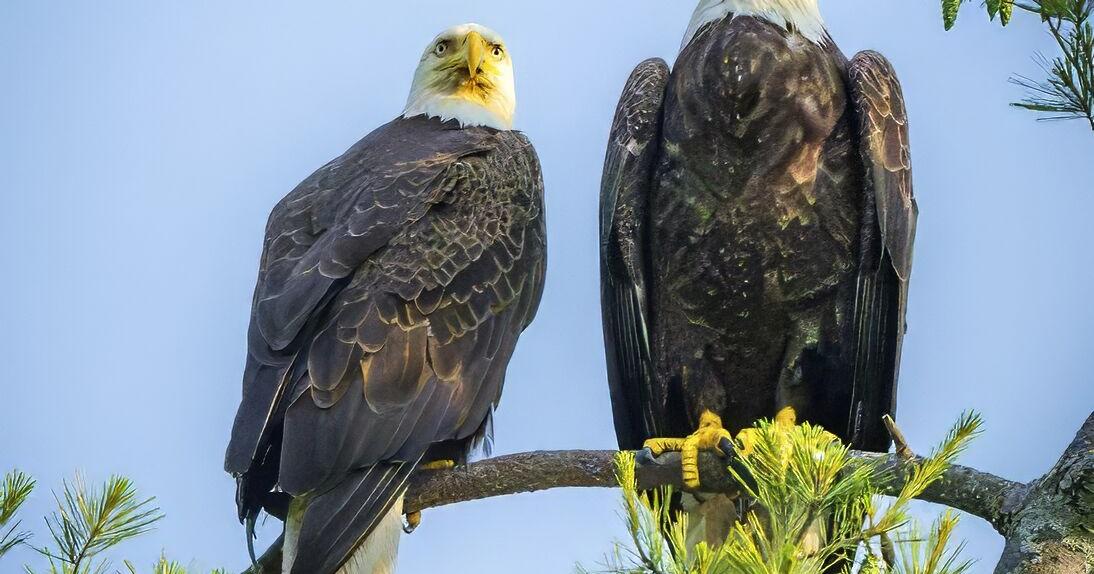 Eagle Island is the home to a pair of American Bald Eagles | Big Canoe ...