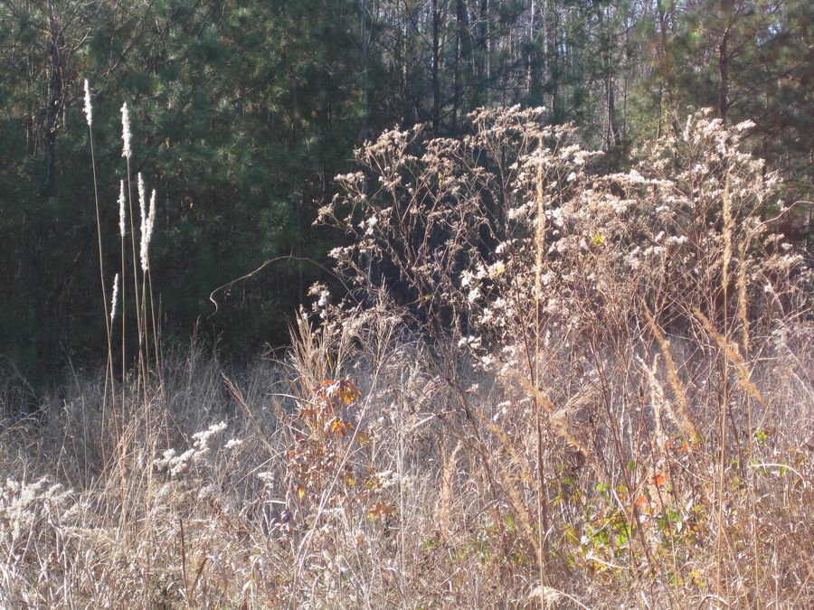 Conservation Committee organizes in the New Year | Gardening ...