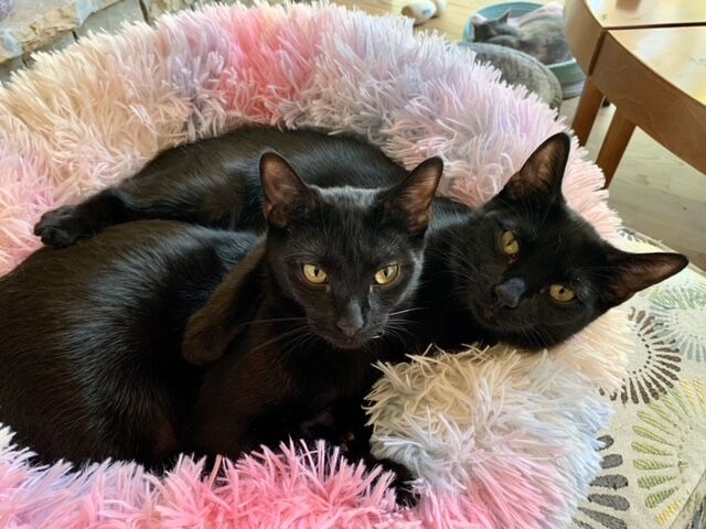 Maggie’s House: Bocce, Socce: Bocce court twins | Archive ...