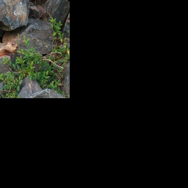 It’s that time of year for groundhogs | Columns | smokesignalsnews.com