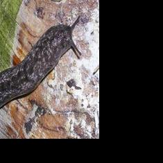 How to Slug a Bug | Archive | smokesignalsnews.com