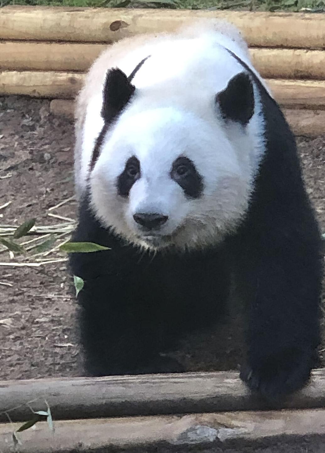 Zoo Atlanta is the only place in the US to see live pandas | Archive ...