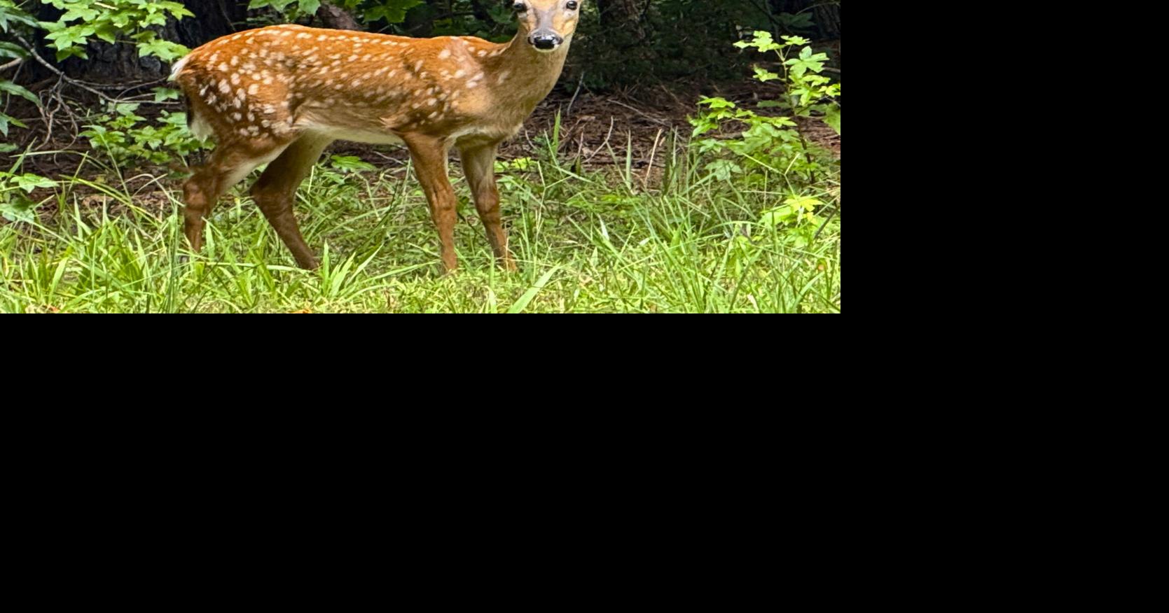 There have been so many young deer this summer | Big Canoe ...