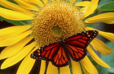 Winter Watch: iNaturalist seeks monarch sightings in Southeast | State ...