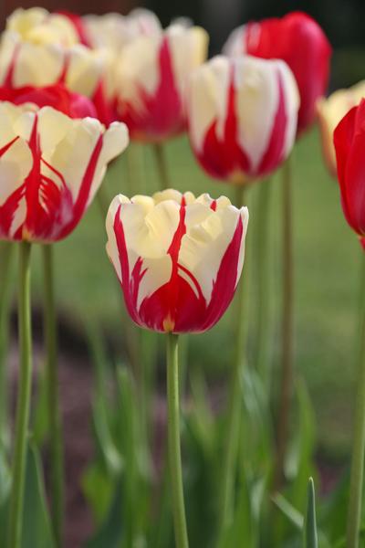 Plan for your fall planting to include high impact tulips | Archive ...