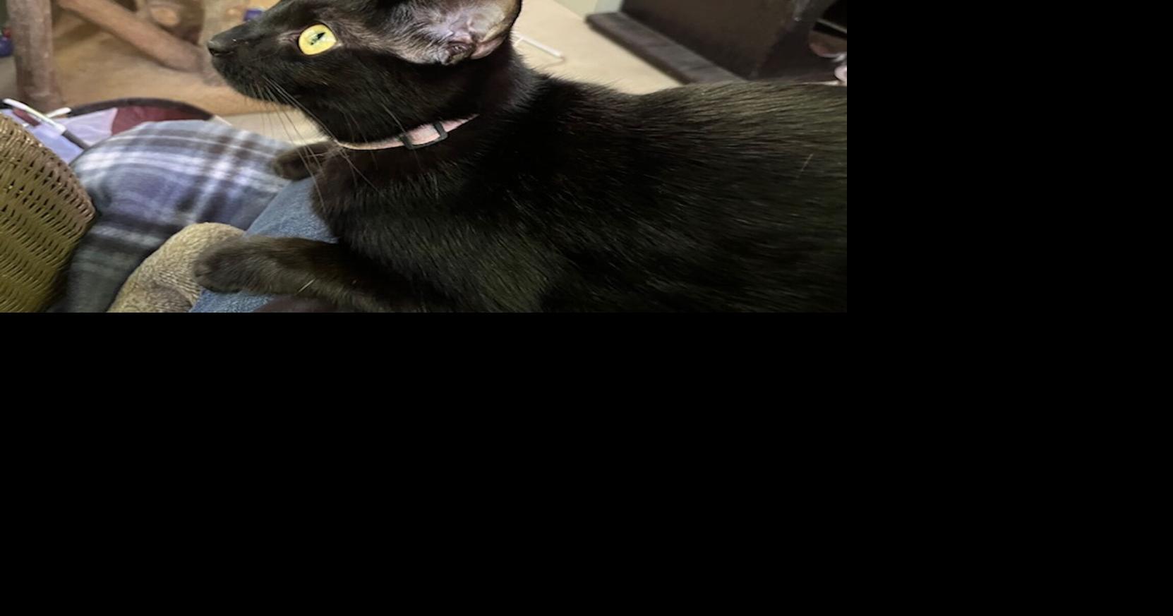 Who’s up for a little bocce at Maggie’s House? | Big Canoe ...