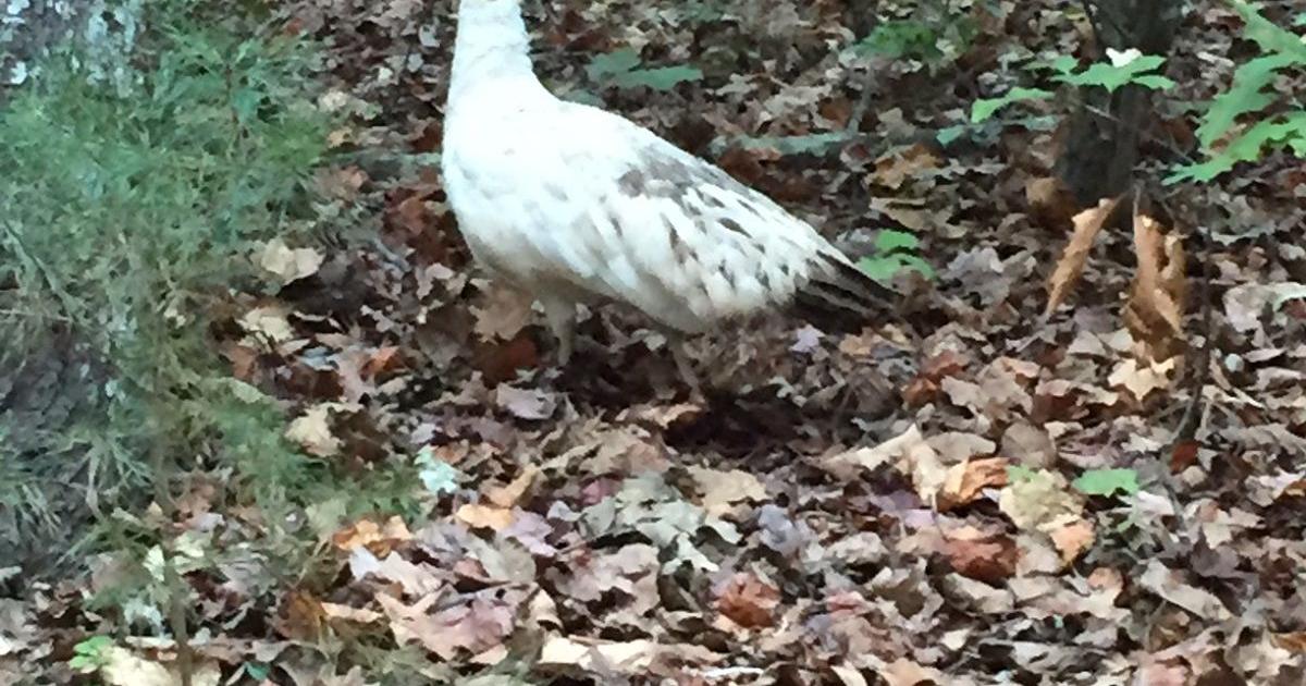 White peafowl spotted near bocce courts | Archive | smokesignalsnews.com