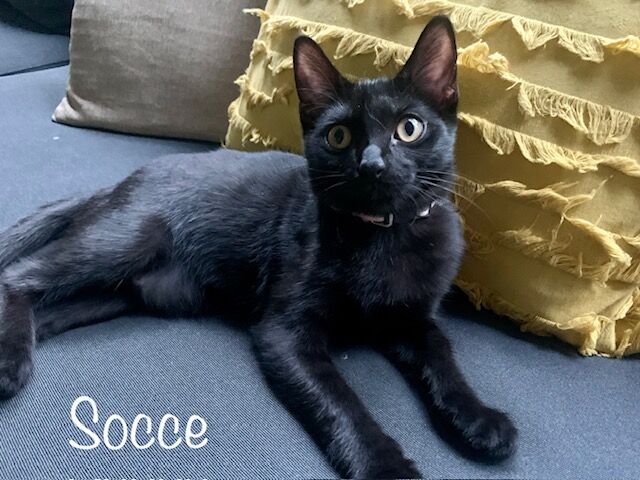 Maggie’s House: Bocce, Socce: Bocce court twins | Archive ...