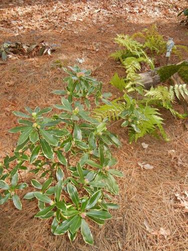 A tribute to sweet Daphne | Gardening | smokesignalsnews.com