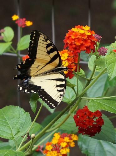 HOA names winners of 2015 Community Directory photo contest | Archive ...