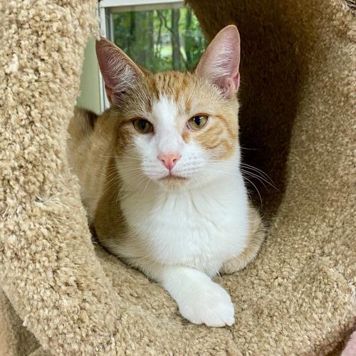 Morris, Your Charming Ginger Companion | Big Canoe | smokesignalsnews.com