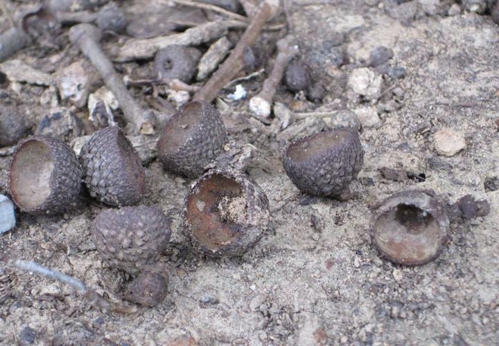 A crisis of acorns | Gardening | smokesignalsnews.com