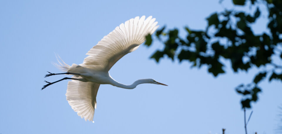 Birds Georgia celebrates Spring bird migration with Georgia Bird Fest ...