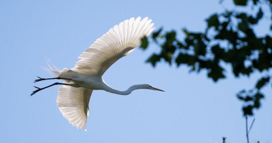 Birds Georgia celebrates Spring bird migration with Georgia Bird Fest ...