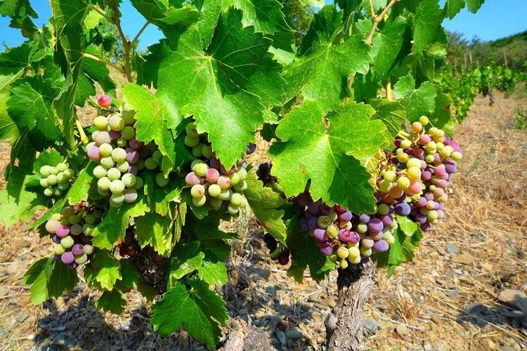 Spanish Priorat makes a remarkable transformation By Wayne Crawford ...