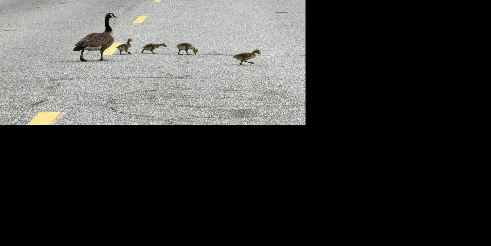 Watch out for the geese and their little fuzzy ones! | Big Canoe ...