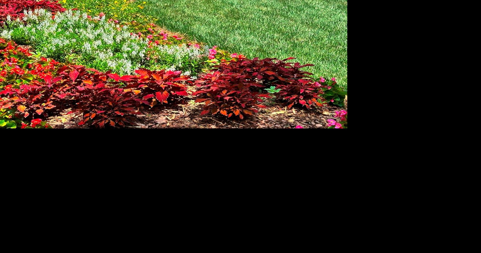 Gibbs Gardens filled with summer flowers at height of blooming season ...