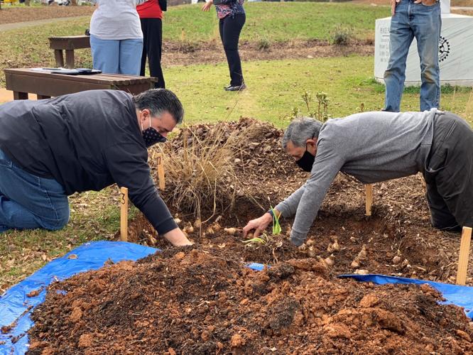 Daffodils planted for Children’s Holocaust Memorial Garden at Rotary ...