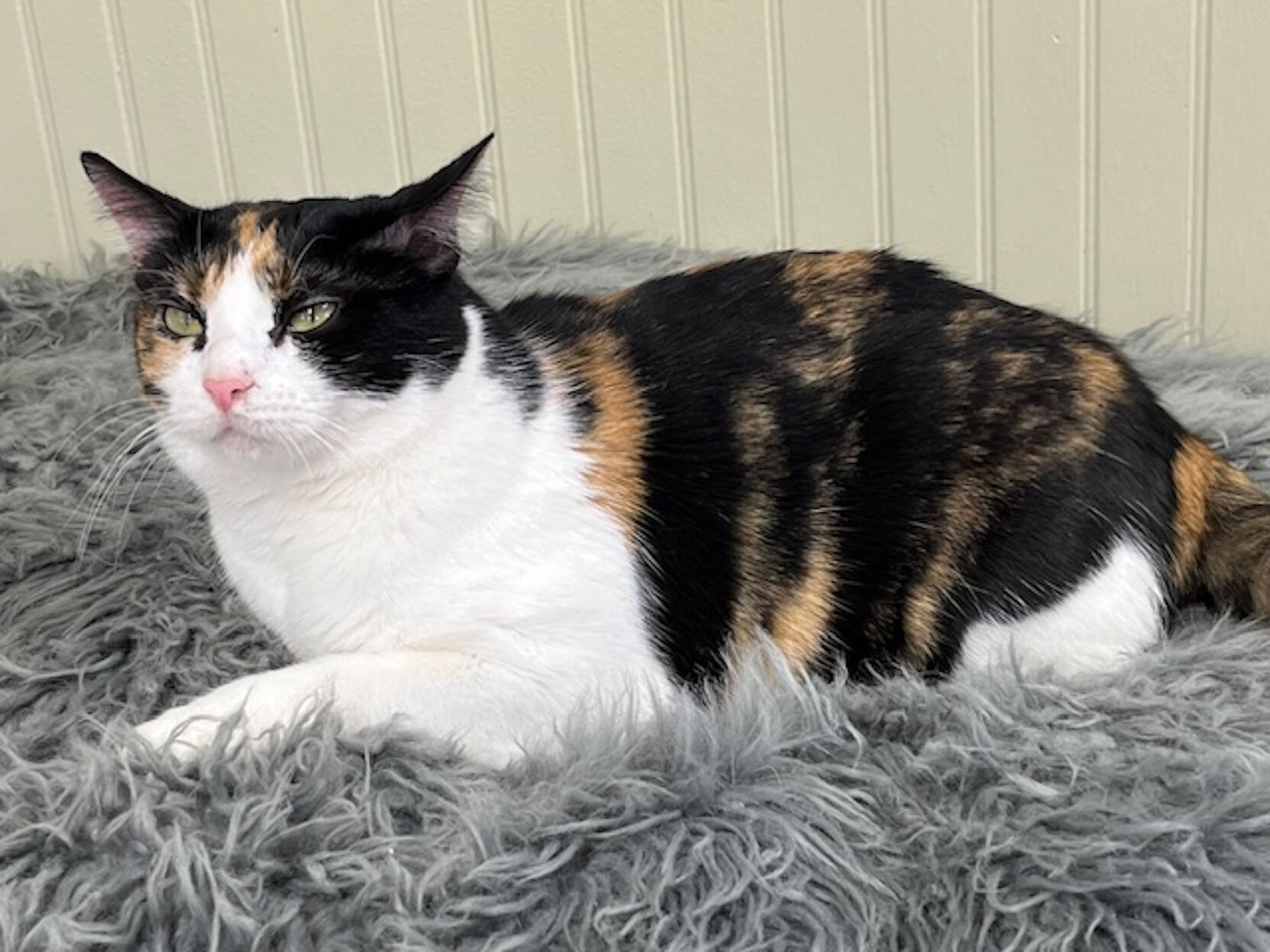 Clementine: A cat you can talk to! | Big Canoe | smokesignalsnews.com
