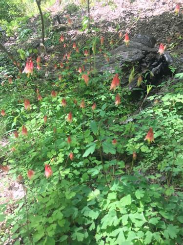Mountain Gardening: Shopping wisely | Gardening | smokesignalsnews.com