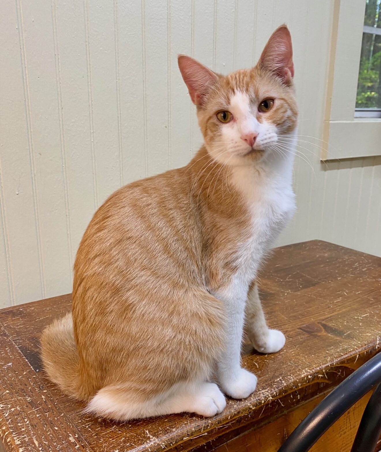 Morris, Your Charming Ginger Companion | Big Canoe | smokesignalsnews.com