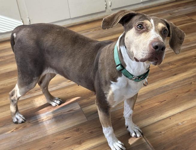 Patsy and Ranger reunite | Outdoors | smokesignalsnews.com