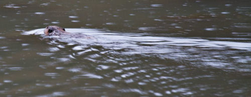Getting to know your wildlife neighbors—Beavers | Archive ...