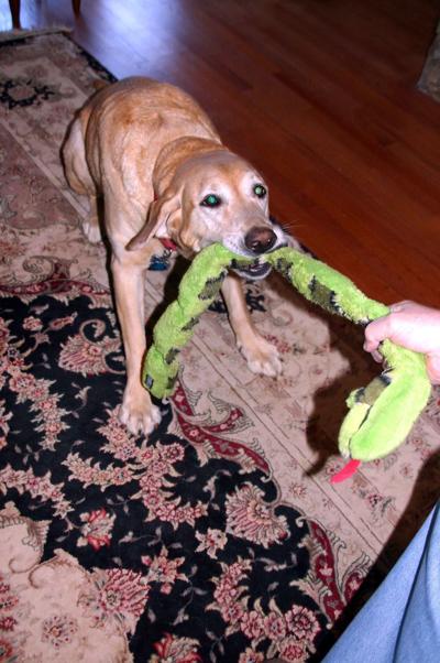 Turn tug into a training exercise | Archive | smokesignalsnews.com