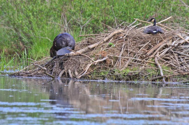 Getting to know your wildlife neighbors—Beavers | Archive ...