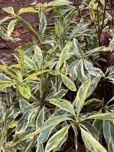 Mountain Gardening: Evergreens deer hate | Gardening | smokesignalsnews.com