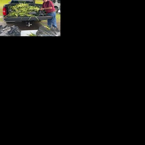 Bounty of vegetables available at Jasper Farmer's Market | Archive ...
