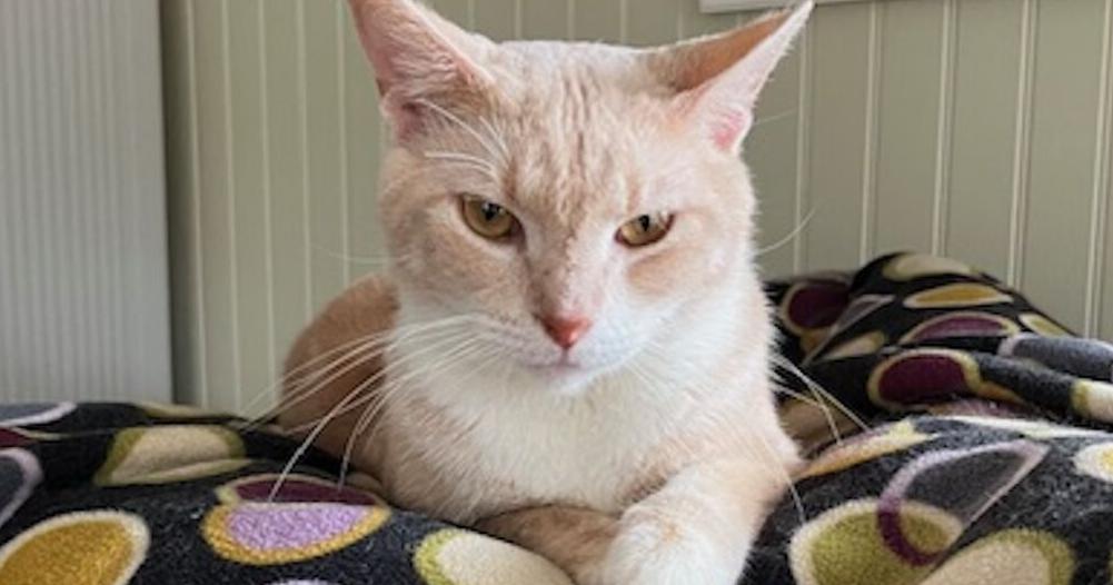 Meet Queso, a stunning tabby with a big personality | Big Canoe ...