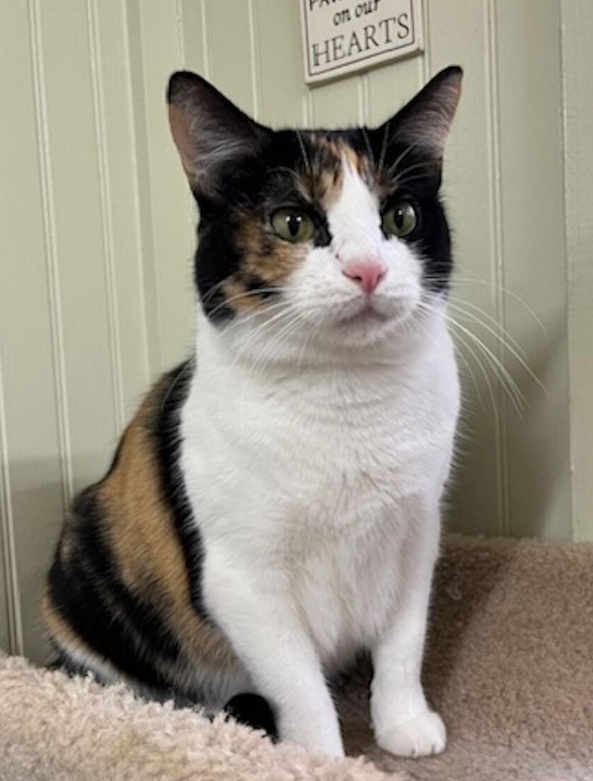 Clementine: A cat you can talk to! | Big Canoe | smokesignalsnews.com