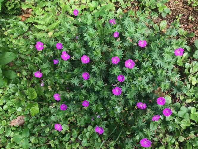 Garden guru Cynthia Hendry: Deer-resistant plants | Living ...