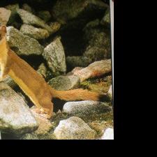 There are weasels living among us, but you probably won’t see them ...