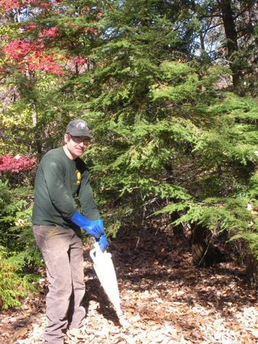 Another four years of protection for our private hemlock trees ...