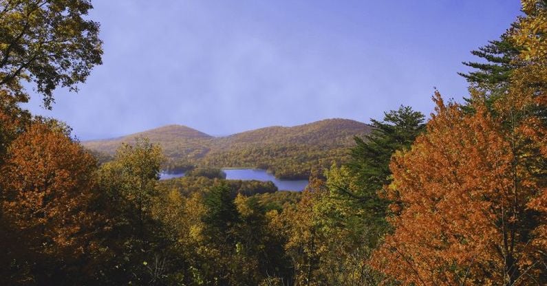 Forest Bathing in Big Canoe | Columns | smokesignalsnews.com