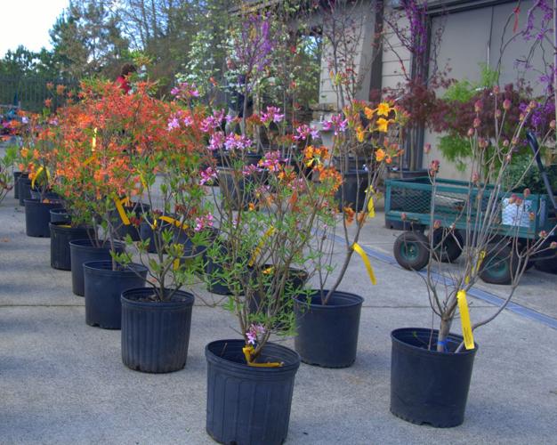 Wildflower Bunch Plant Sale a blooming success | Gardening ...