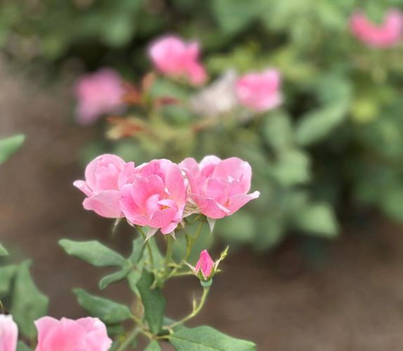 Gibbs Gardens in August: Flowers at peak color throughout its 376-acres ...