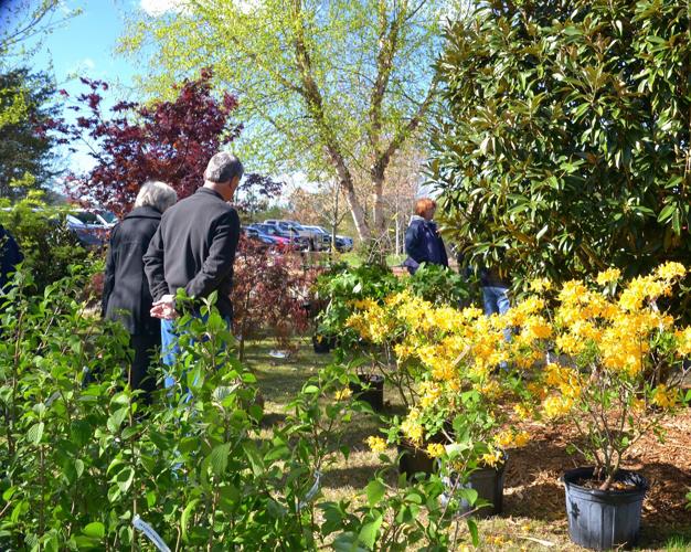 Wildflower Bunch Plant Sale a blooming success | Gardening ...