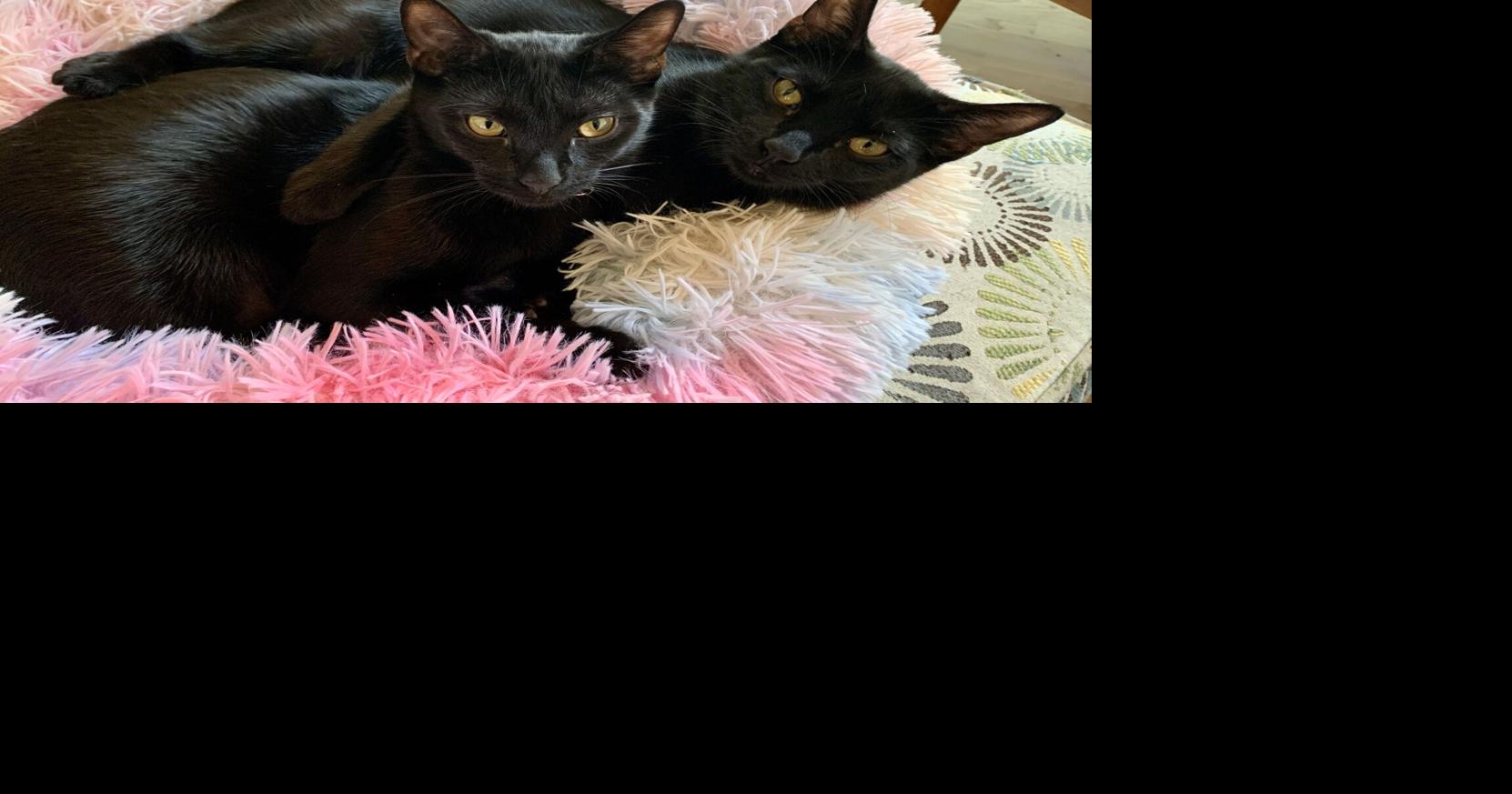 A “clowder” of black cats | Big Canoe | smokesignalsnews.com