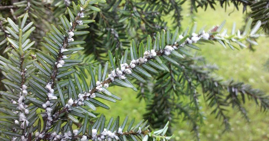 Another four years of protection for our private hemlock trees ...
