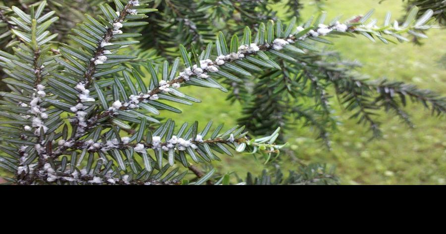 Another four years of protection for our private hemlock trees ...