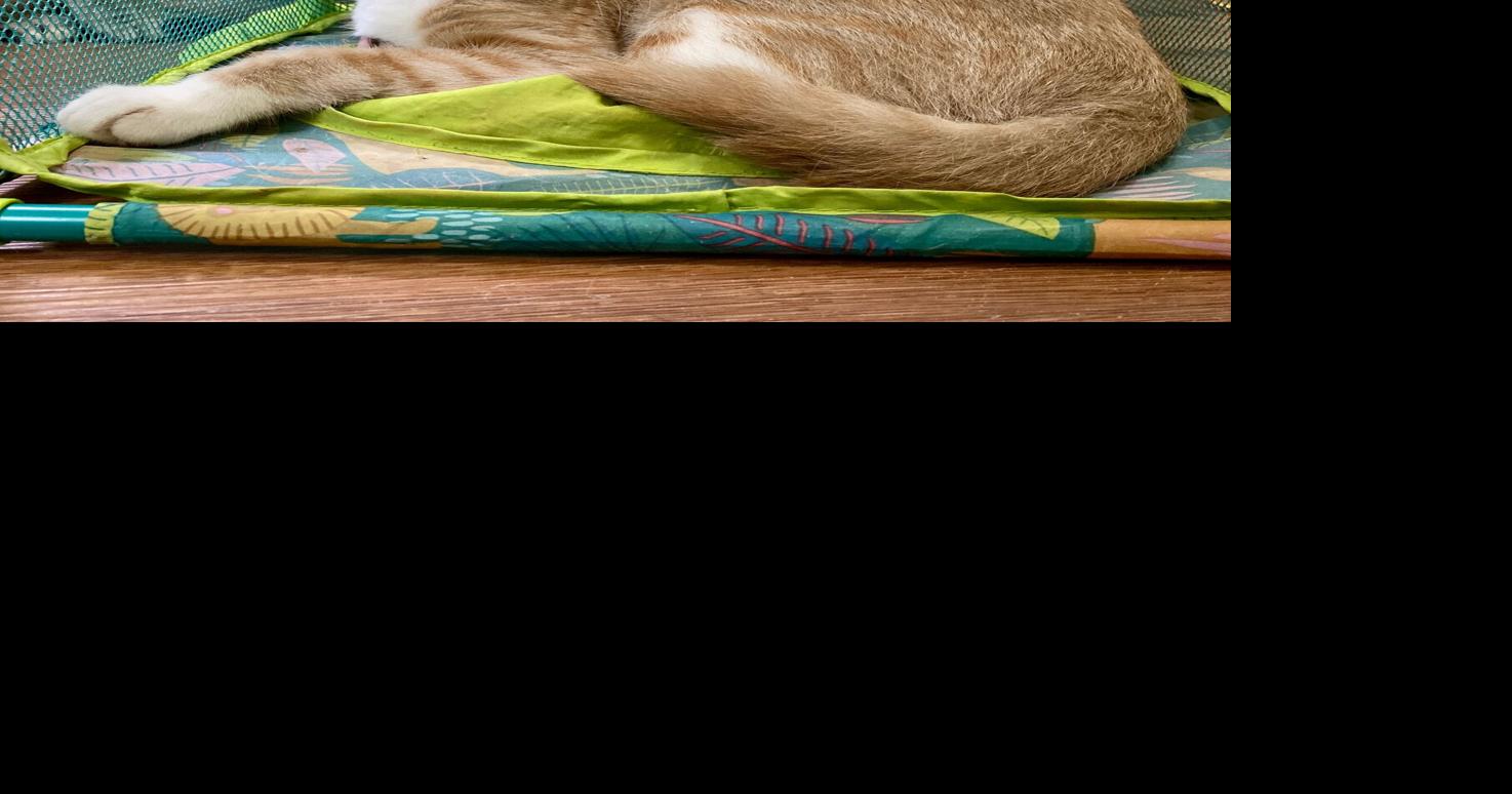 Morris, Your Charming Ginger Companion | Big Canoe | smokesignalsnews.com