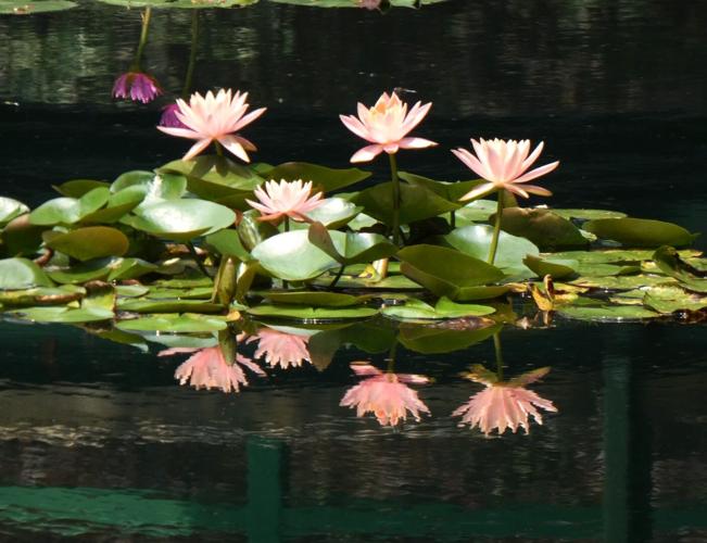 Gibbs Gardens in August: Flowers at peak color throughout its 376-acres ...